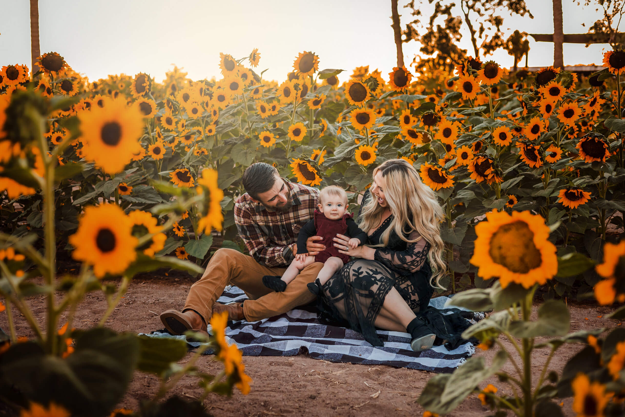 Sunflower Fields - Buckeye, AZ - Memories by Candace
